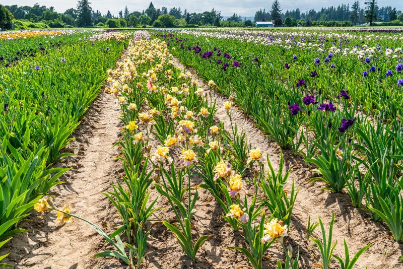 Salem Iris Field 5 stock photo. Image of state, field - 279128972