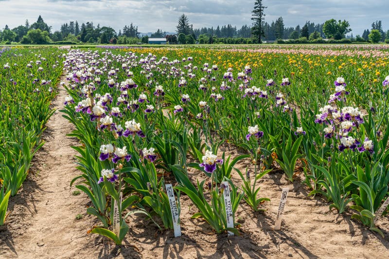 Salem Iris Field 8 stock image. Image of tourism, vast - 281187997