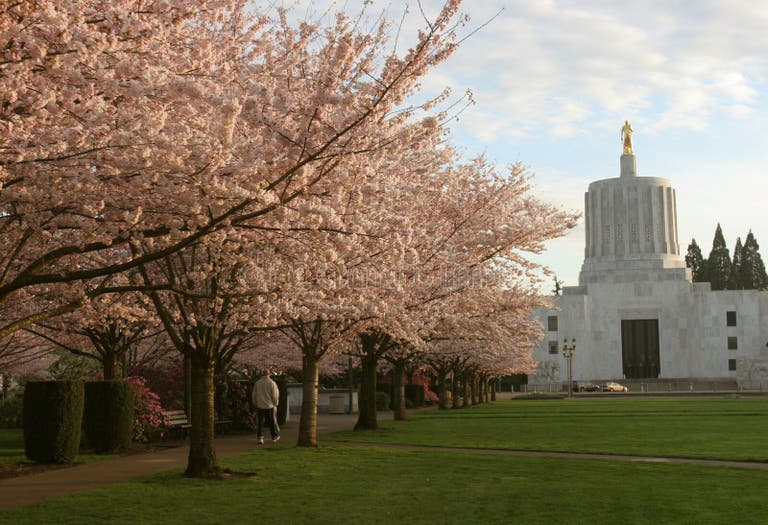 Salem, Oregon stock image. Image of salem, flower, view - 2100693