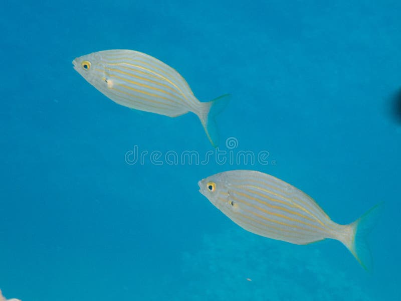 Salema - Fish - Saupe - Sarpa Salpa Stock Photo - Image of blue, single ...