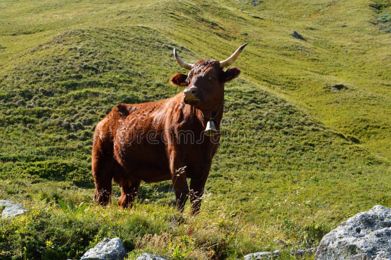 Salers cows breed stock photo. Image of french, cows - 245359718