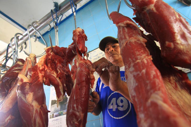 Sales Beef Cattle Breeding Production Affected Editorial Stock Photo ...