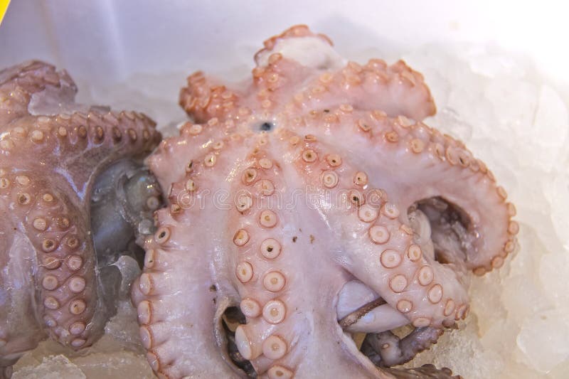 Raw Octopus at the Market stock image. Image of seasonal - 77921755