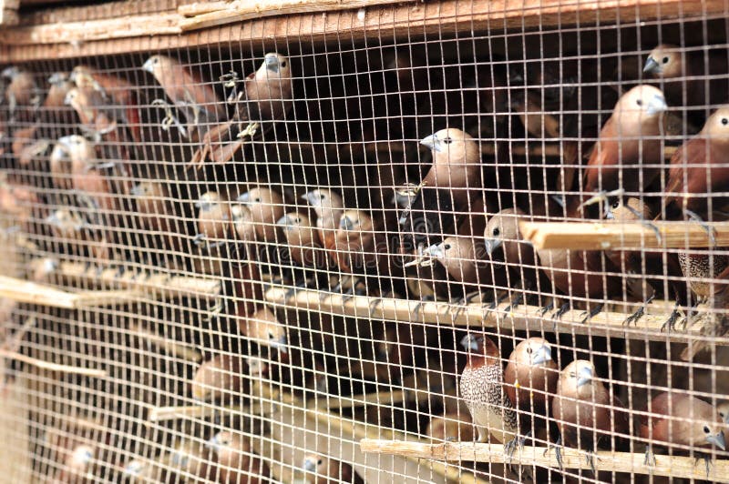 Sales of Various Types of Birds at the Animal Market in Java. Stock ...