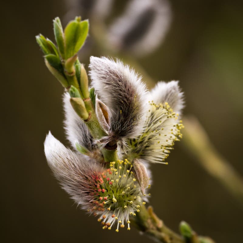 Struttura Della Corteccia Di Albero, Corteccia Del Salice Bianco (Salix ...