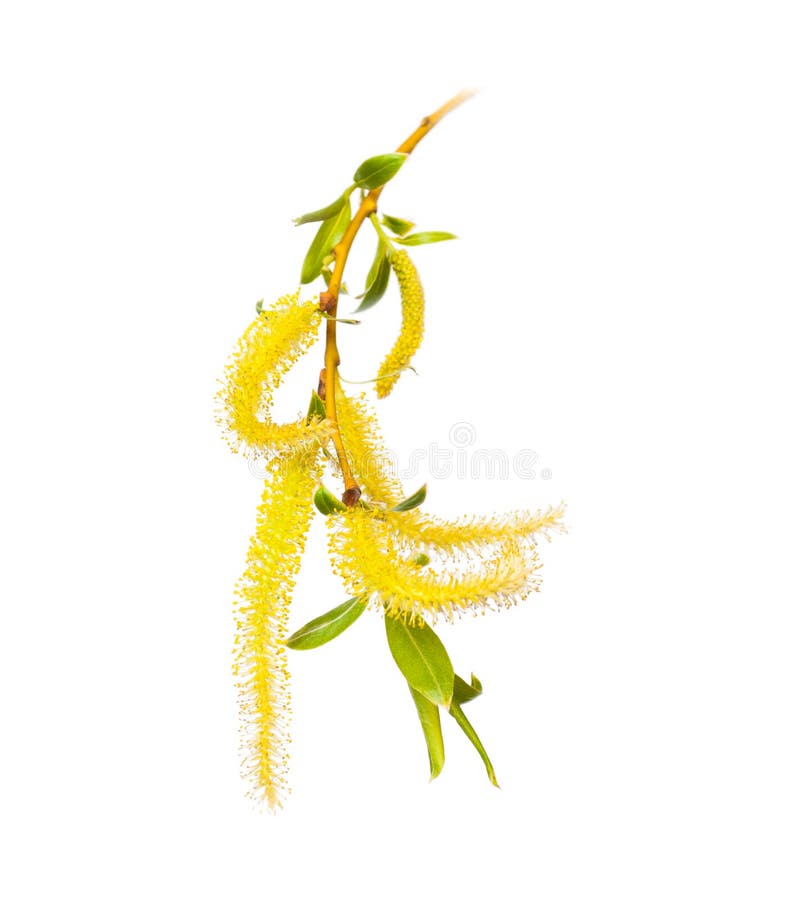 Salice piangente fotografia stock. Immagine di fiore - 142969278