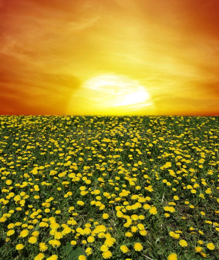 Salida Del Sol En Campo Del Diente De León Imagen de archivo - Imagen ...