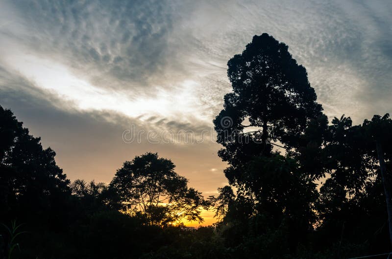 Salida Del Sol En La Selva Tropical De Bornean Foto de archivo - Imagen ...
