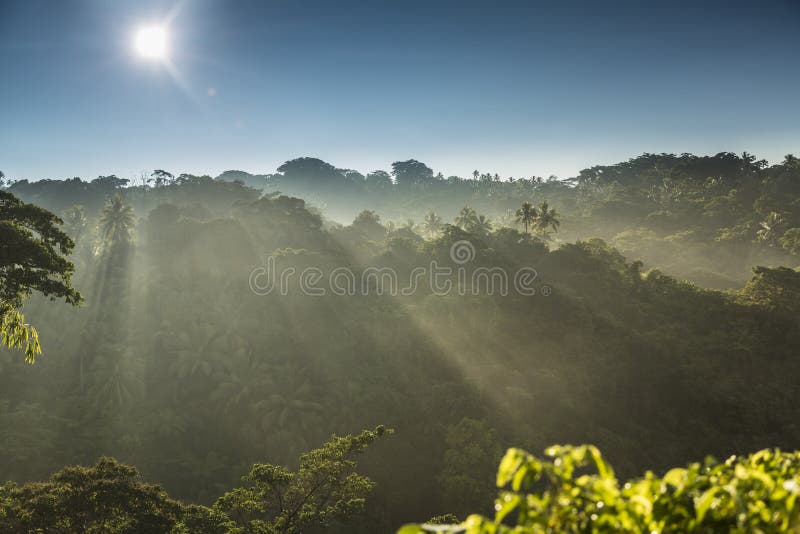 Salida Del Sol Selva Vanuatu Imagen de archivo - Imagen de helecho ...