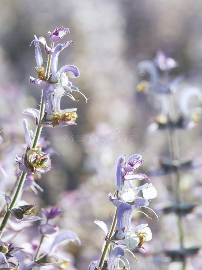 Salie stock afbeelding. Image of multi, helder, bloem - 6080061