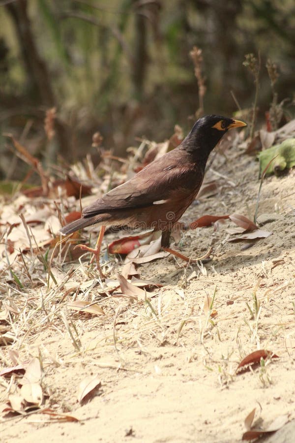 Salik Bird Stock Photos - Free & Royalty-Free Stock Photos from Dreamstime