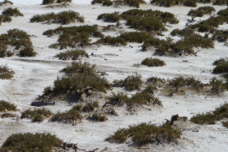 Saline small green marsh stock image. Image of nature - 92872265