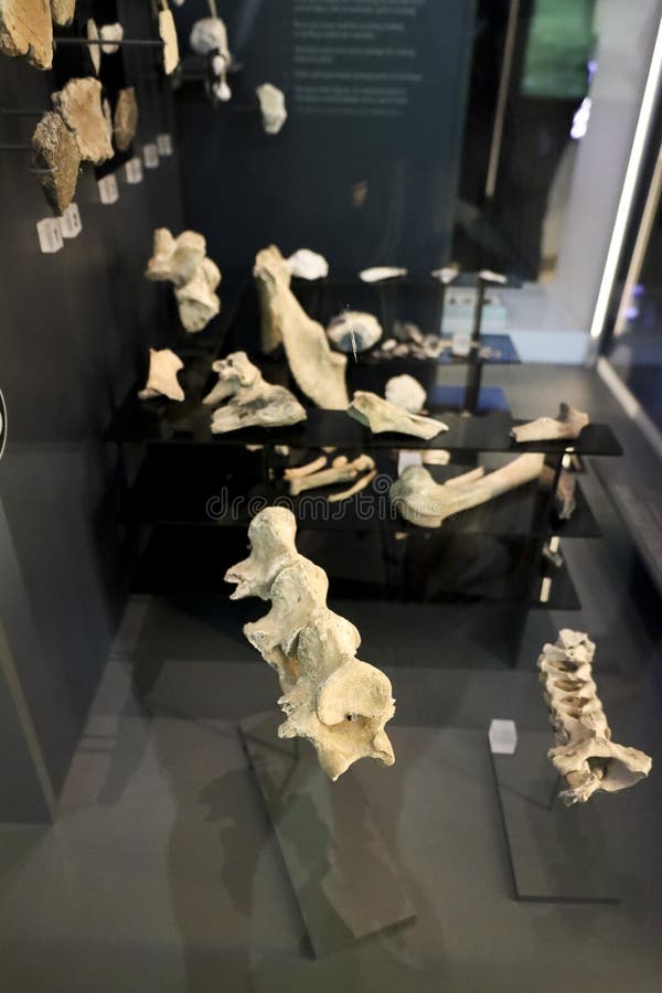 Prehistoric Objects, Tools and Bones Exhibited at the Visitor Center of ...