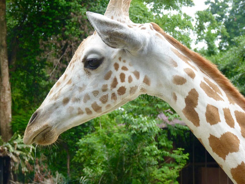 Salivando o girafa foto de stock. Imagem de folhas, pouco - 70986808