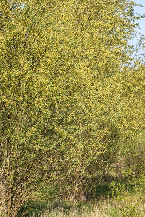 Salix Alba, White Willow Tree in Springtime, Pollen and Catkins Closeup ...