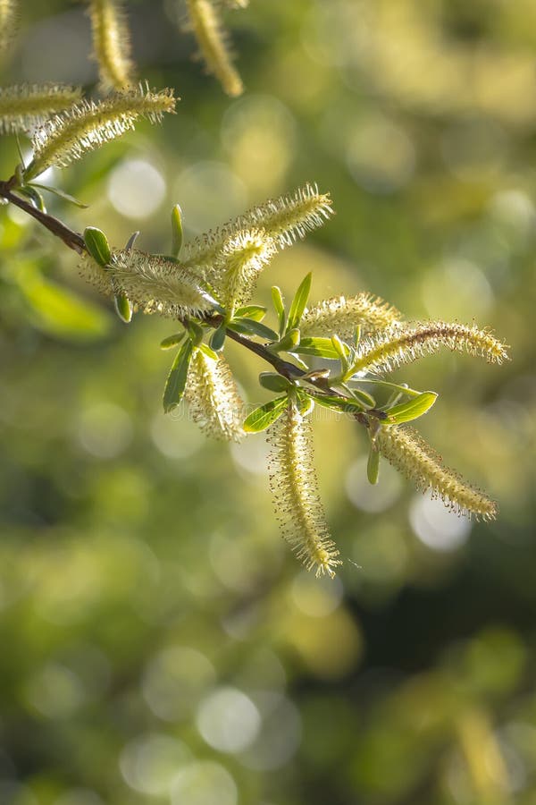 Salix Alba, White Willow Tree in Springtime, Pollen and Catkins Closeup ...