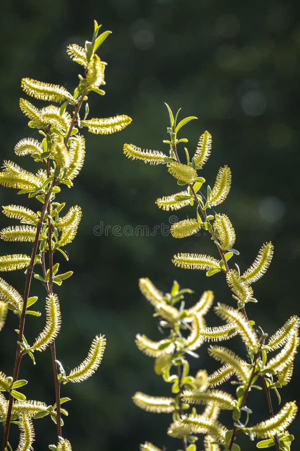 Salix Alba, White Willow Tree in Springtime, Pollen and Catkins Closeup ...