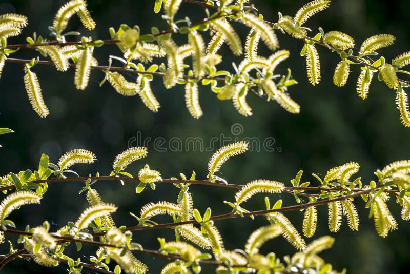Salix Alba, White Willow Tree in Springtime, Pollen and Catkins Closeup ...