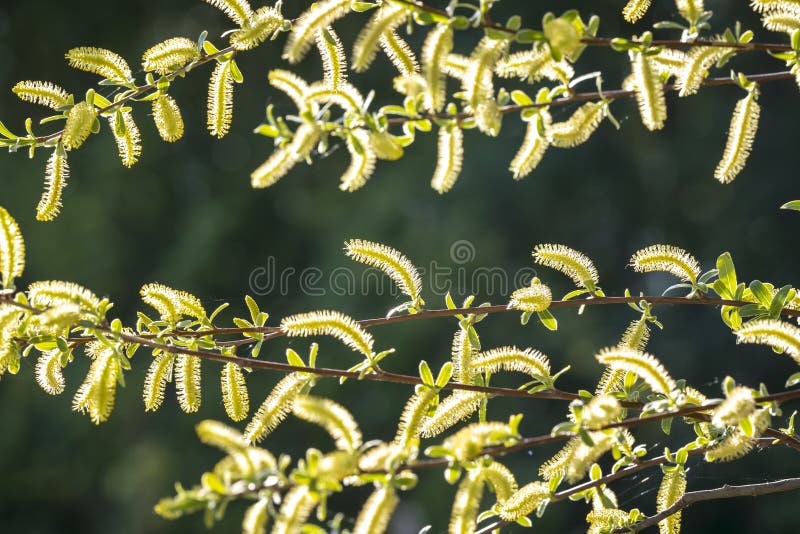 Salix Alba, White Willow Tree in Springtime, Pollen and Catkins Closeup ...