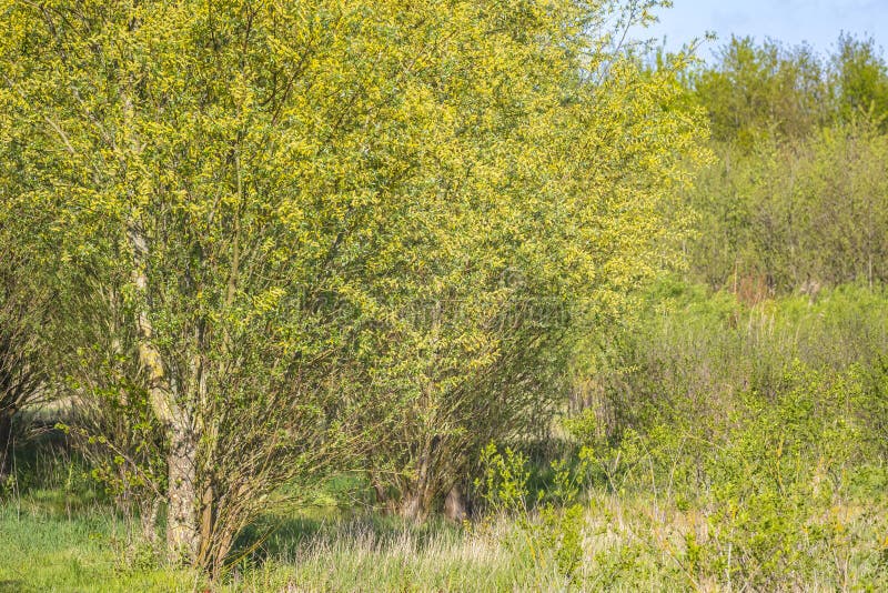 Salix Alba, White Willow Tree in Springtime, Pollen and Catkins Closeup ...