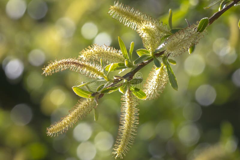 Salix Alba, White Willow Tree in Springtime, Pollen and Catkins Closeup ...