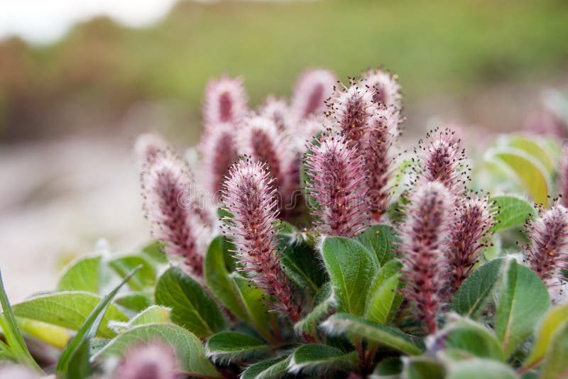 Salix Arctica (arktische Weide) Stockfoto - Bild von verteilung ...
