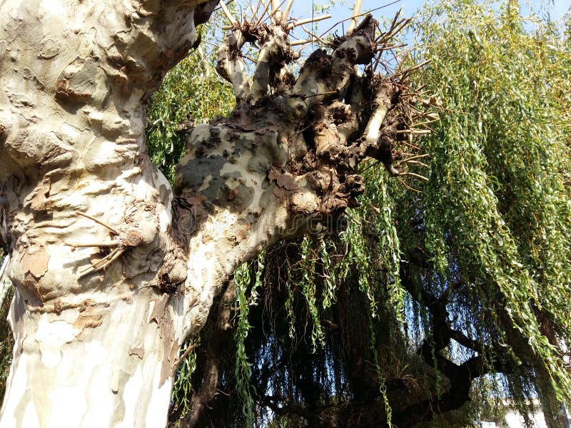 Crying Tree Face Nature Deforestation Stock Photo - Image of nature ...