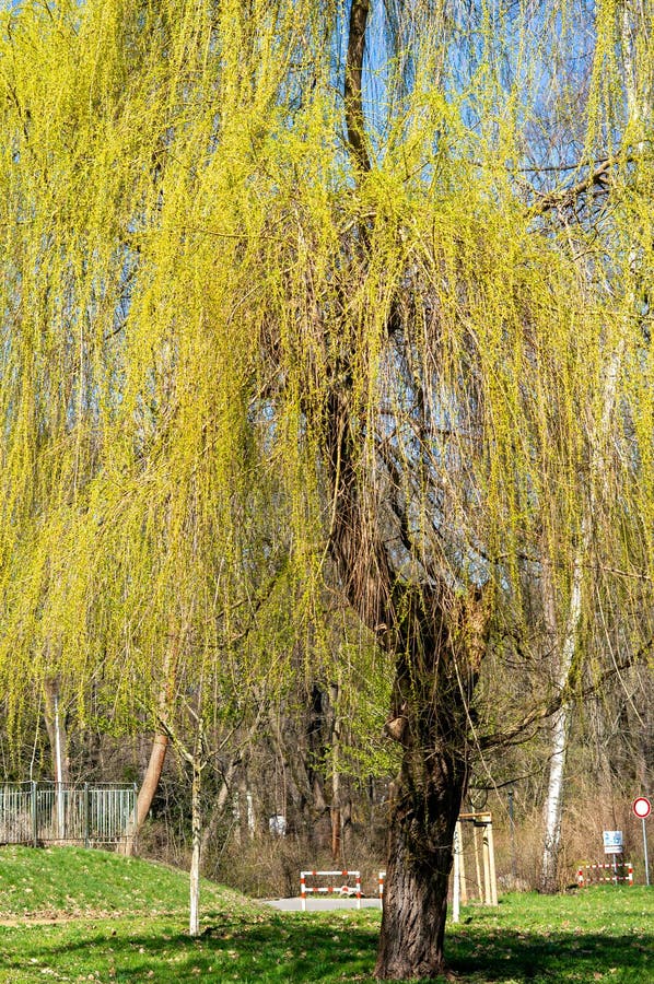 Salix Babylonica Tree in the Spring Vertical Stock Illustration ...