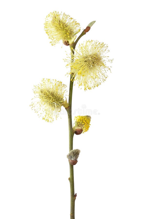Salix branch stock image. Image of isolated, symbol, salix - 41574013