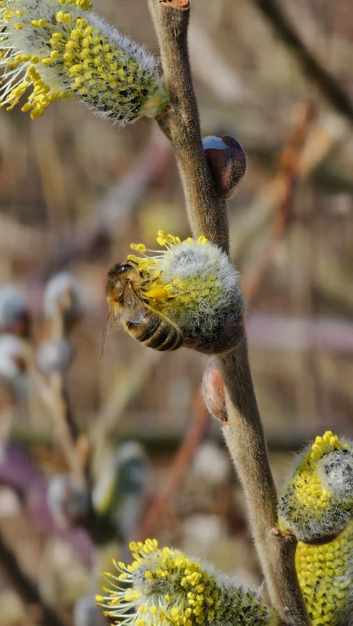 Salix Caprea Bloom with Young Yellow Leg Bee from Pollen Stock Photo - Image of bursting ...