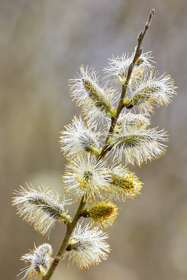 Salix Caprea, Goat Willow, Willow Stock Image - Image of beautiful ...
