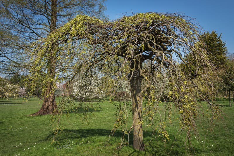 Dwarf Weeping Willow Tree Stock Photos - Free & Royalty-Free Stock ...