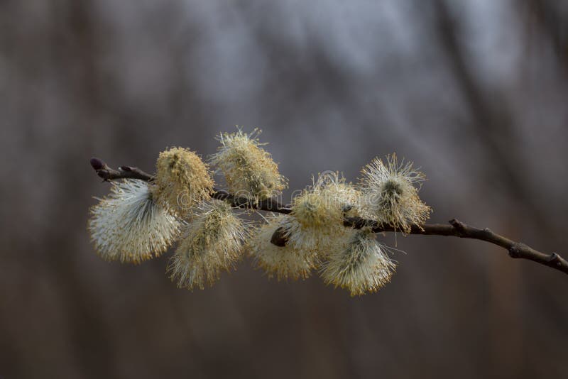 Salix cinerea flower bud stock photo. Image of salice - 142191256