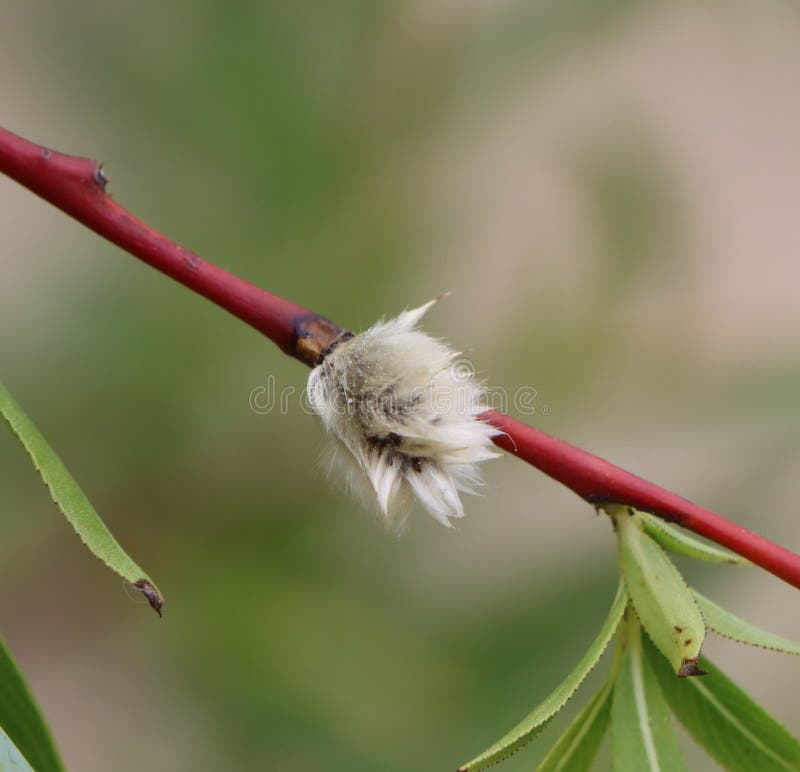 Salix Daphnoides (violet Willow) Stock Photo - Image of dunes, wild ...