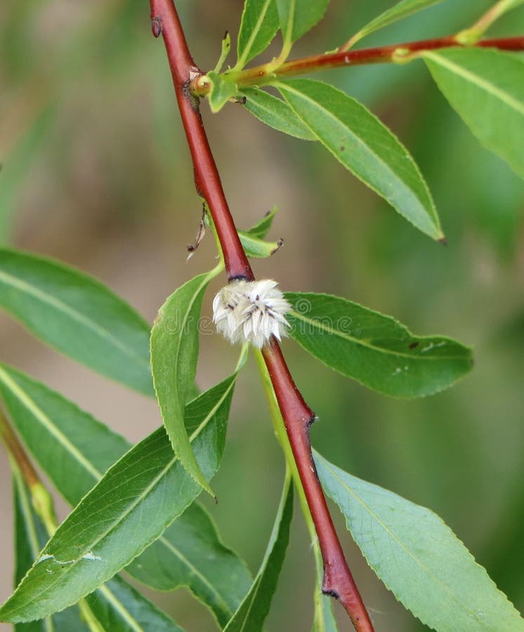 Salix Daphnoides (violet Willow) Stock Photo - Image of salicaceae ...
