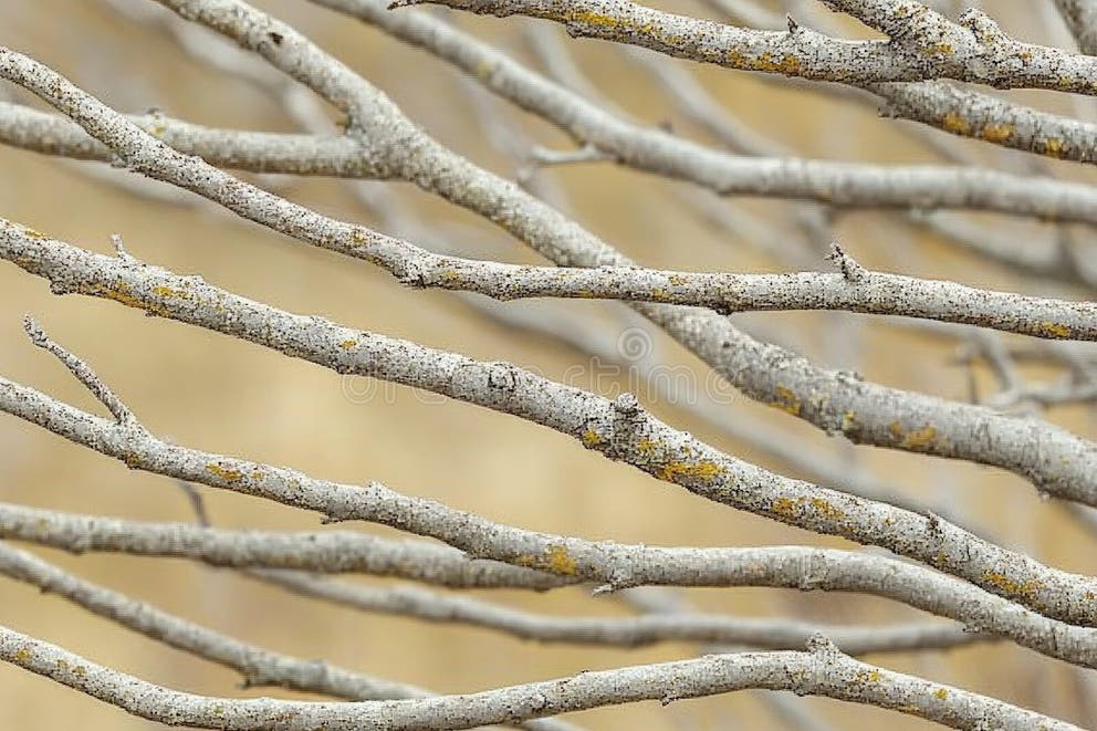 A Salix Matsudana (corkscrew Willow) Tree, Twisted Branches, Soft ...