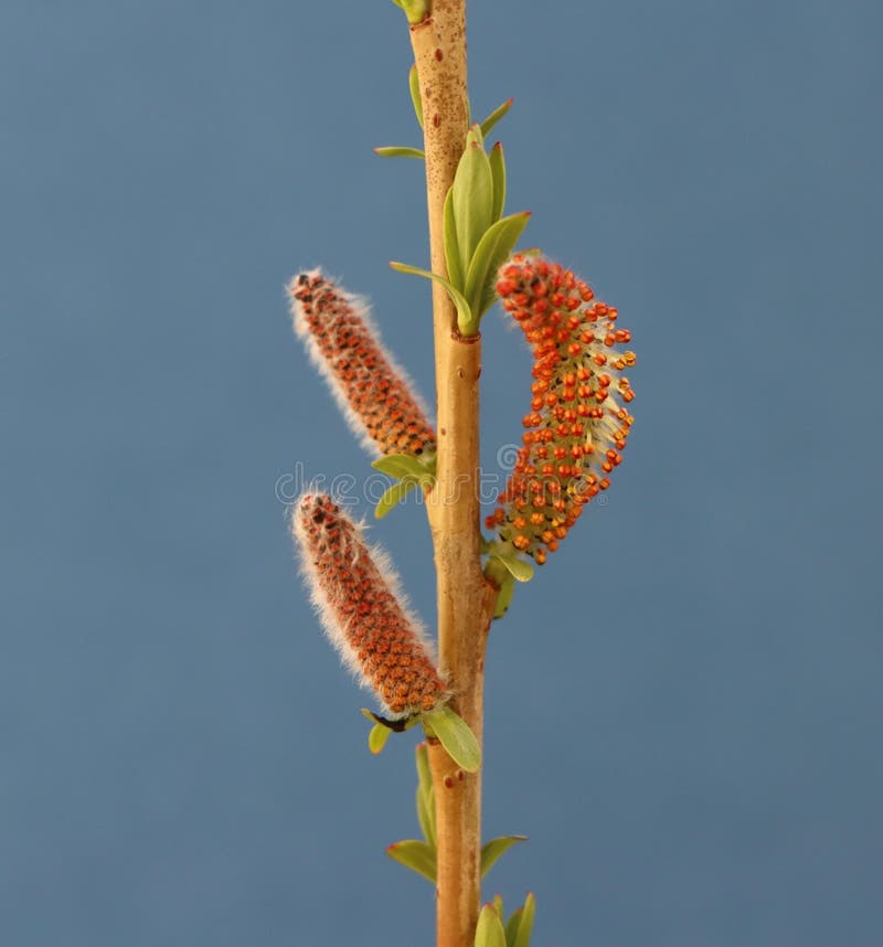 Salix Purpurea (purple Willow) Stock Image - Image of willow, flora ...