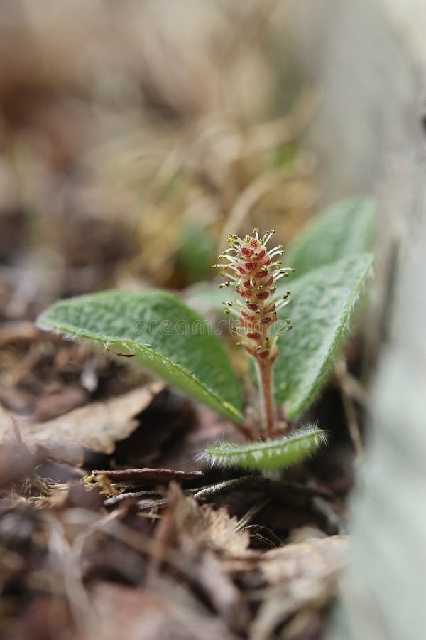 Salix Reticulata, the Net-leaved Willow, with Flower Stock Photo ...