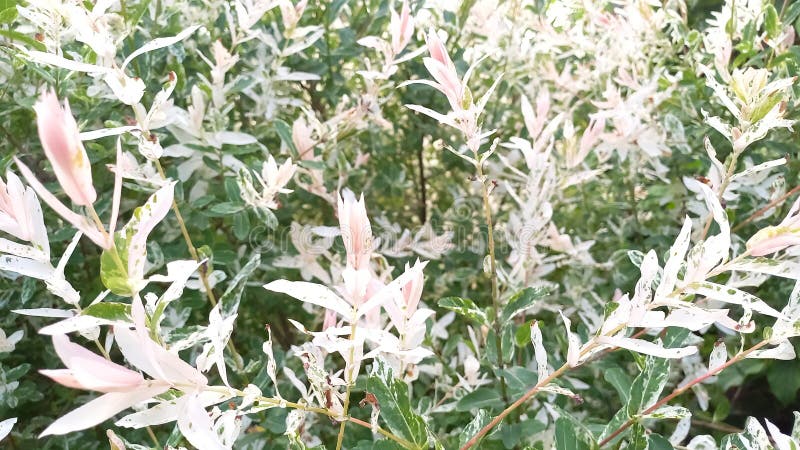 Salix Rosmarinifolia or Hakuro Nishiki Willow Stock Image - Image of ...