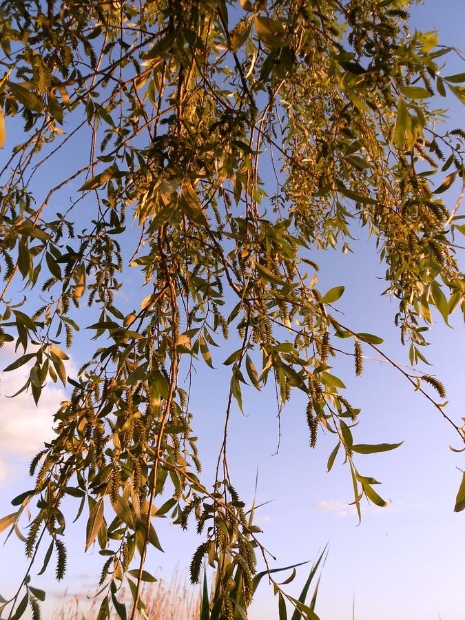 Salix tree and blue sky stock photo. Image of leaves - 106125776
