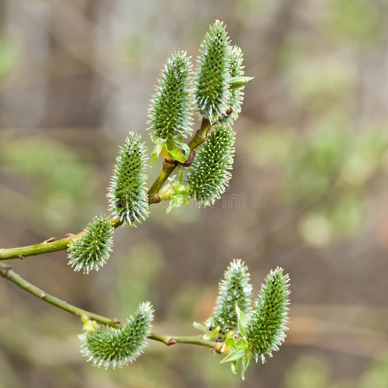 Sallow catkins stock photo. Image of pollen, inflorescence - 19583196