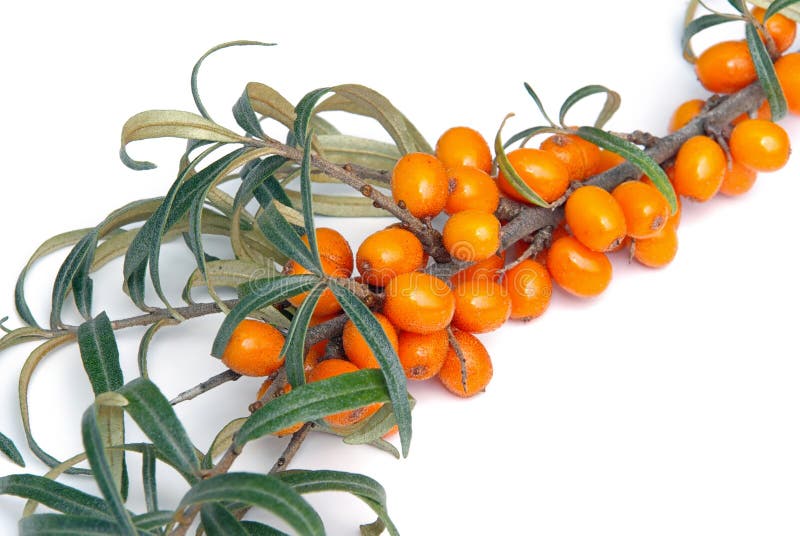 Sallow thorn 04 stock photo. Image of shrub, plant, buckthorn - 6352612