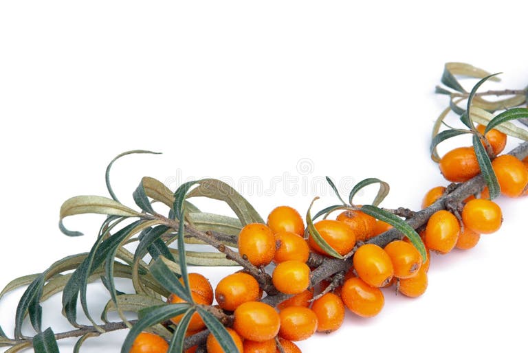 Sallow thorn 05 stock image. Image of wild, shrub, plant - 6352615