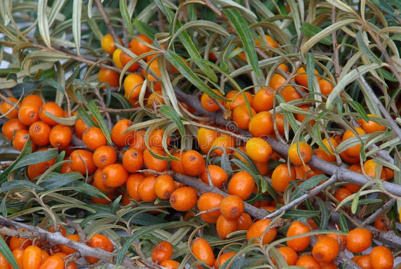 Sallow thorn 07 stock photo. Image of shrub, rhamnoides - 6352626