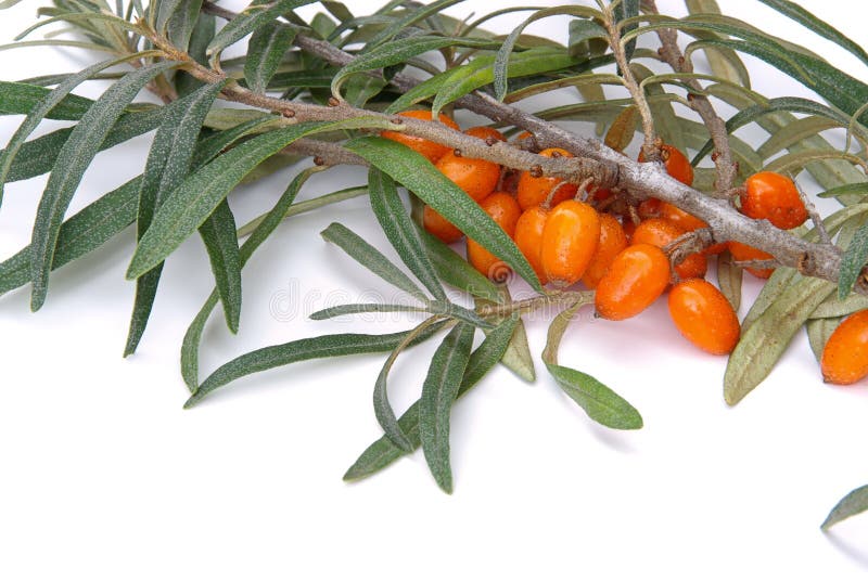 Sallow thorn 08 stock image. Image of sallow, single, fruits - 6505215