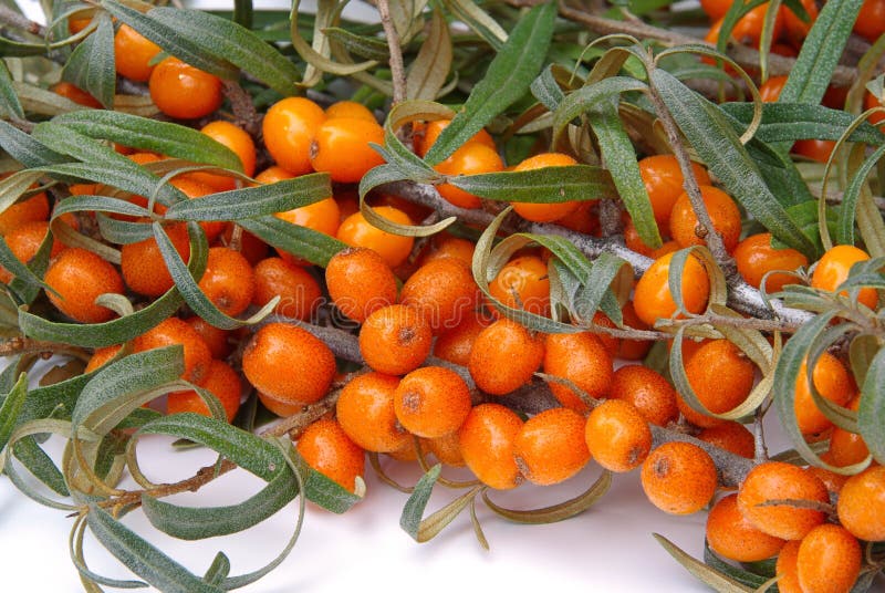 Sallow thorn 09 stock image. Image of brunch, thorn, background - 6505235