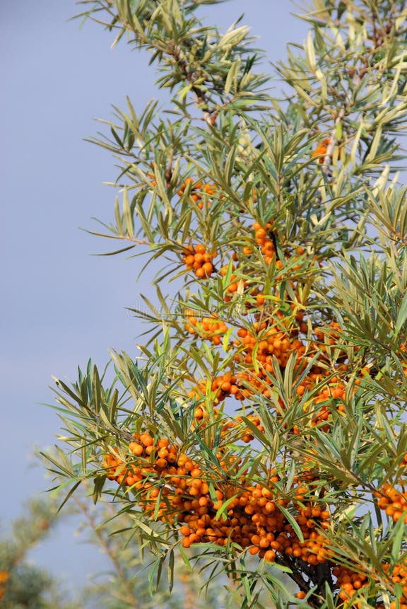 Sallow thorn stock image. Image of shrub, rhamnoides - 11405007