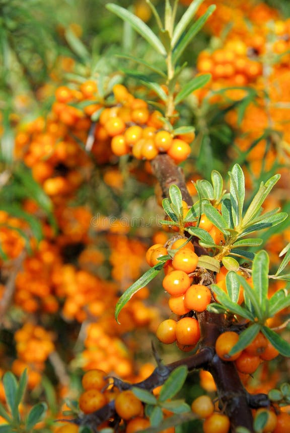Sallow thorn stock photo. Image of fruits, berries, healthy - 11491870