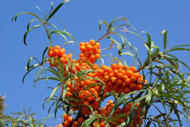 Sallow thorn stock image. Image of berry, fruit, hippophae - 11491891