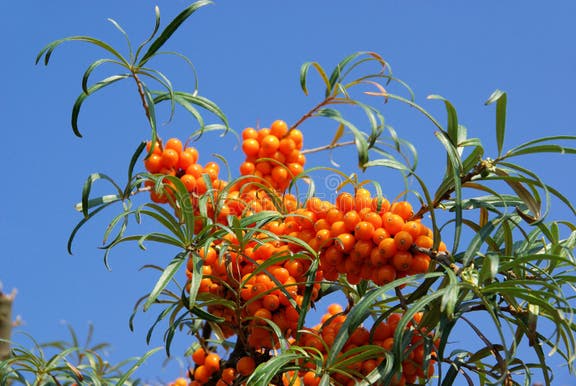 Sallow thorn stock image. Image of berry, fruit, hippophae - 11491891